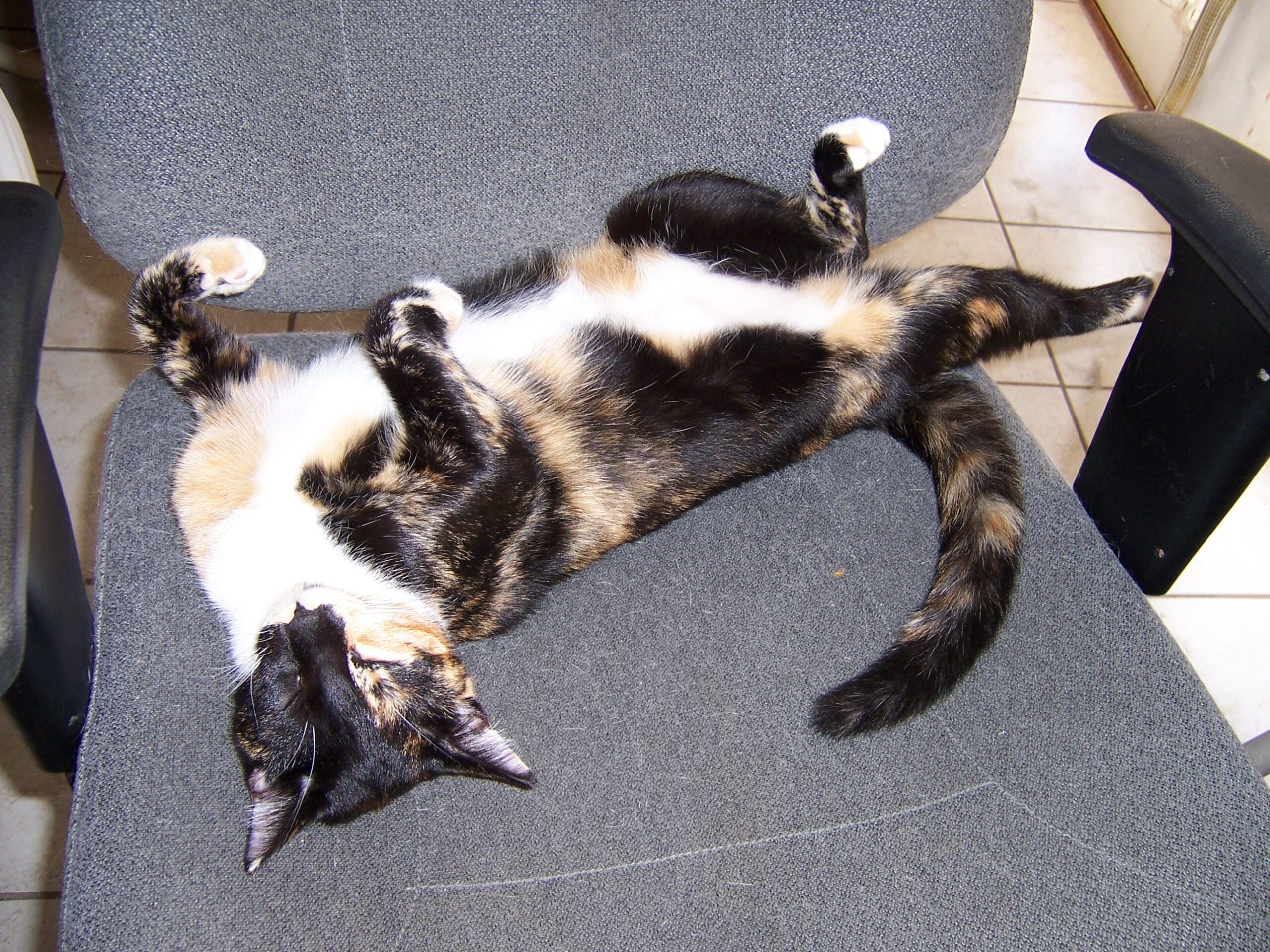 For the Love of Rescue Cats - The Purrrfect Cat