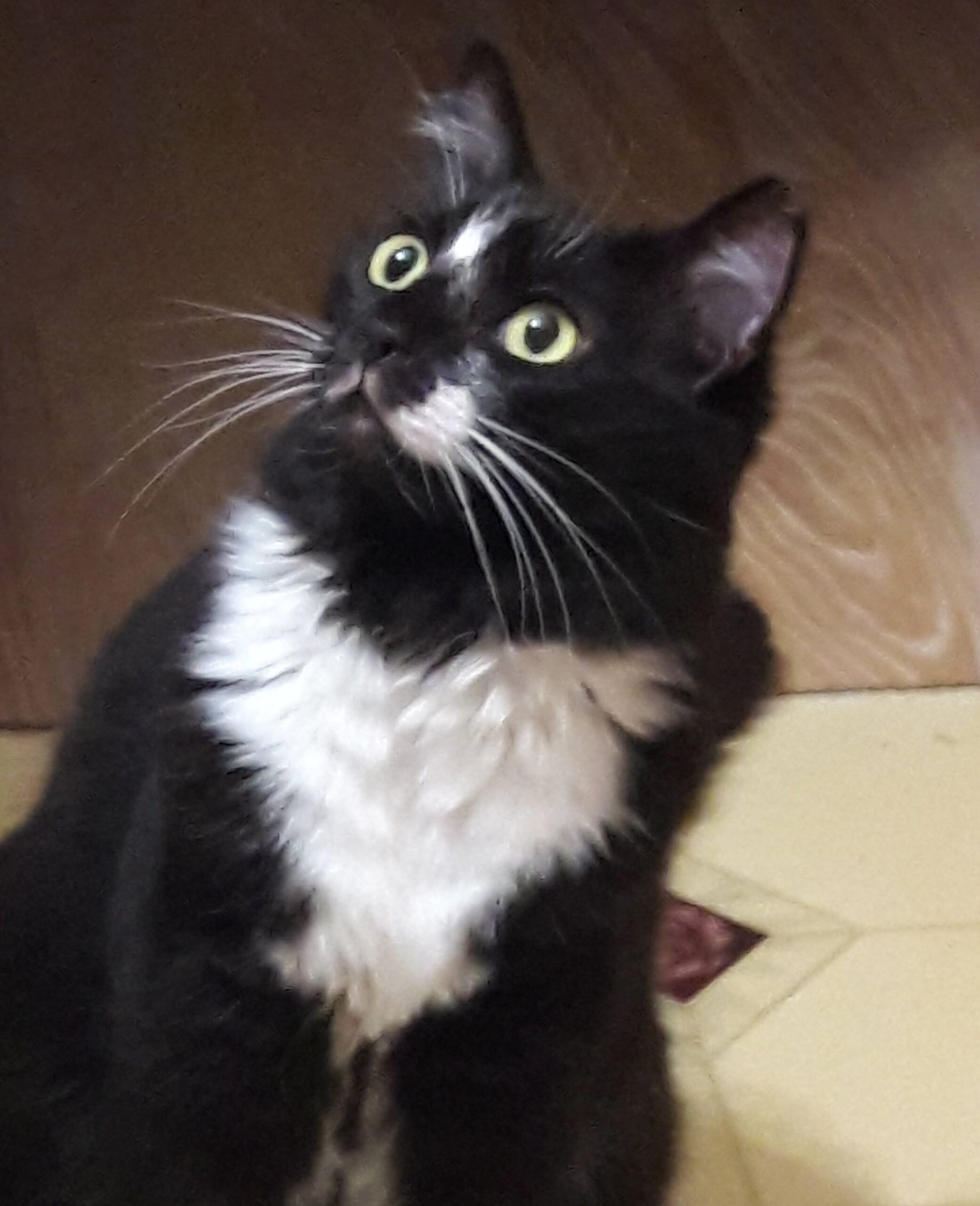 About - The Purrrfect Cat